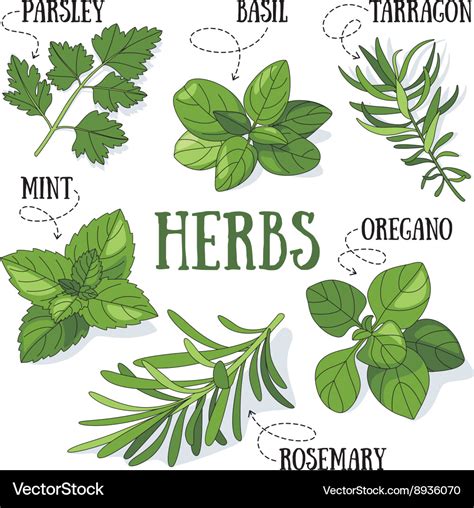 Herbs Royalty Free Vector Image Vectorstock