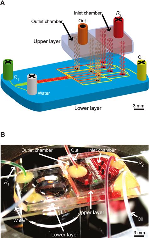 3 D View Of The Microfluidic Device Demonstrating The Parallel