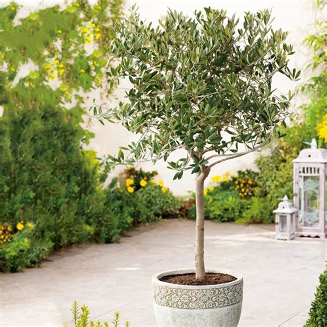 Olive Tree Garden Olive Trees Suttons