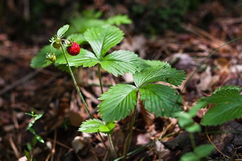 Stroberi Muda Matang Di Semaksemak Di Tengah Hutan Hutan Matang Berry Dengan Latar Belakang