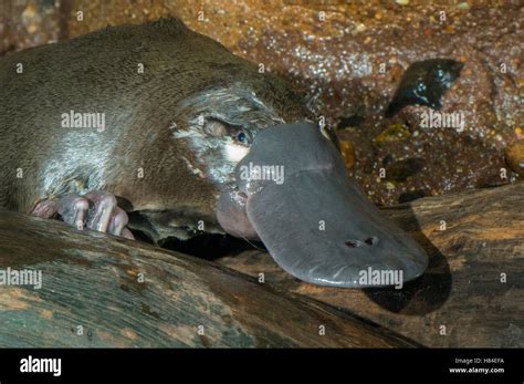Platypus Ornithorhynchus Anatinus Male Native To Australia Stock