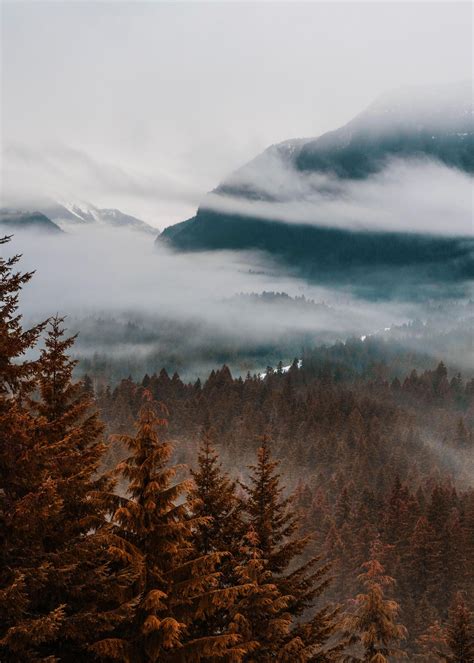 Misty Forest Iphone Background
