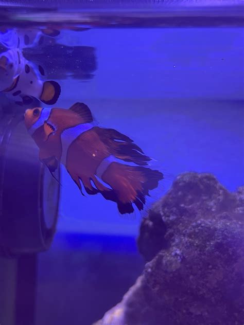 Designer Clownfish Reef2reef