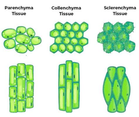 Collenchyma Tissue Types Characteristics And Functions