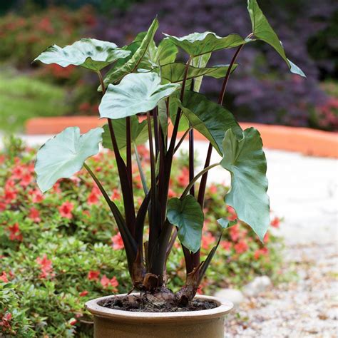 Colocasia Fontanesii Black Stem Elephant Ear Bulb Jackson And Perkins