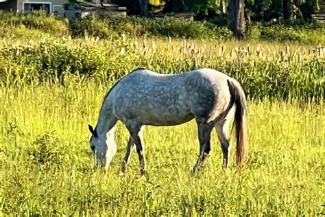 Em Neigh Savers Foundation