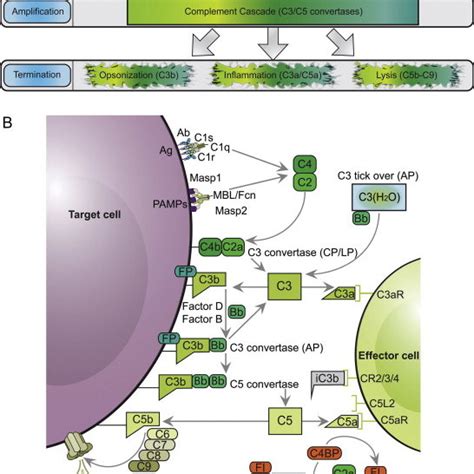 Schematic Representation Of Human Igg Top Right Human C1q Top Download Scientific Diagram