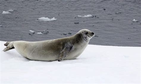 Foca Caranguejeira Características Habitat Alimentação Predadores E