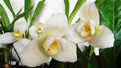 Guatemala Mina De Orquídeas Y Hogar De La Monja Blanca