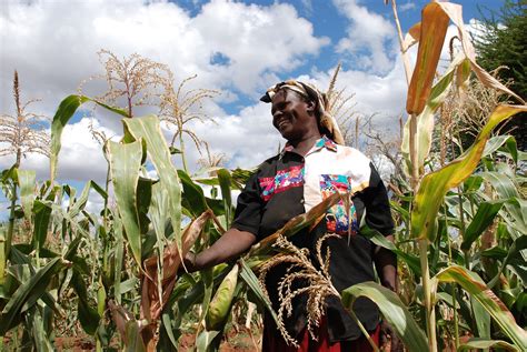 Drought Tolerant Maize For Africa Dtma Cimmyt