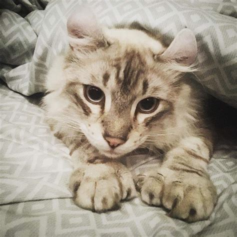 7 Amazing Facts About Polydactyl Cats