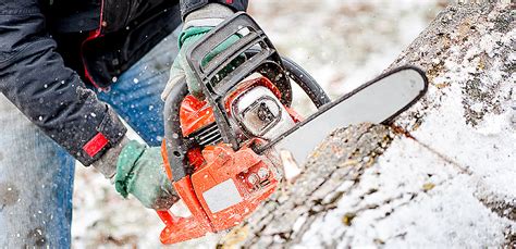 Should You Remove Trees From Around Your House Jubilant Magazine