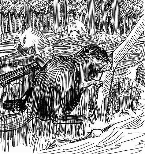 Beavers Clipart Etc