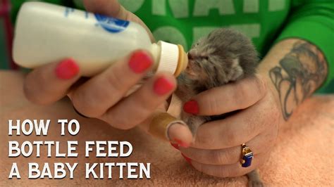 How To Save A Newborn Kitten
