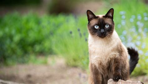 A New Treatment For Feline Chronic Gingivostomatitis Fcgs Bluepearl