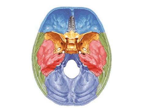 Odontogênese Odontologistas
