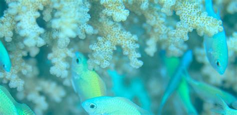 Research News Researchers Unearth A New Process By Which Algae Pass On Nutrients To Their