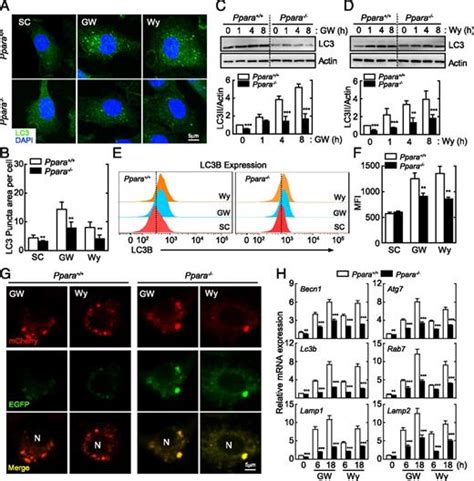 Ppar α Activation Mediates Innate Host Defense Through Induction Of Tfeb And Lipid Catabolism