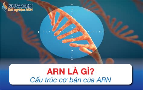 Arn Có Chức Năng Gì Khám Phá Vai Trò Và Ứng Dụng Của Arn Trong Sinh Học