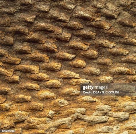 Equisetopsida Photos And Premium High Res Pictures Getty Images