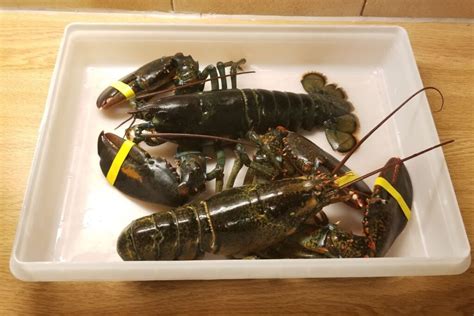 How To Store Lobster The Right Way Keep It Fresh Flavorful And
