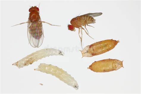 Drosophila Melanogaster Life Cycle Life Cycle Of Drosophila