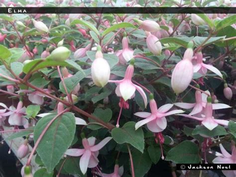 Elma ® Fuchsiafinder