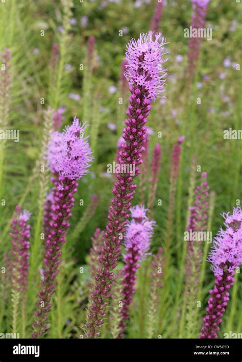 Blazing Star Or Gay Feather Liatris Spicata Kobold Asteraceae Aka Prairie Gay Feather
