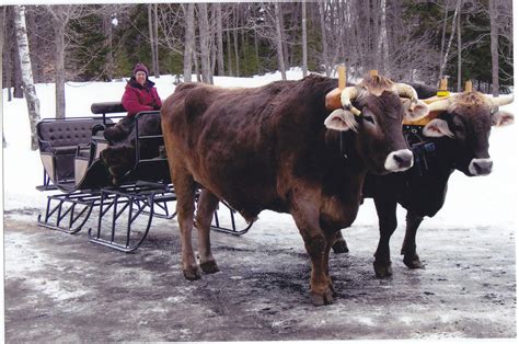 Cow Ox Farm House