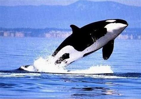 Webklik.nl - orka
