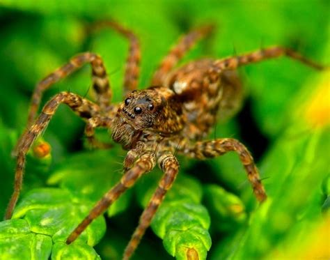 Паук-волк: описание, где обитает, чем питается, сколько живет