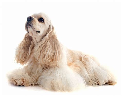 Cocker Américain Guide Race De Chien