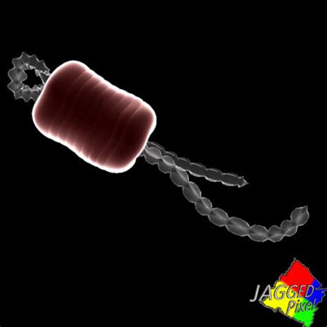 3d Model Assma Pathogen