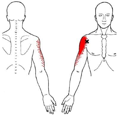 The Ultimate Anterior Deltoid Anatomy Exercise And Training Guide