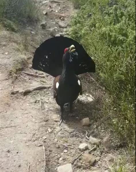 Imagini Rare Un Cocoș De Munte în Ceahlău