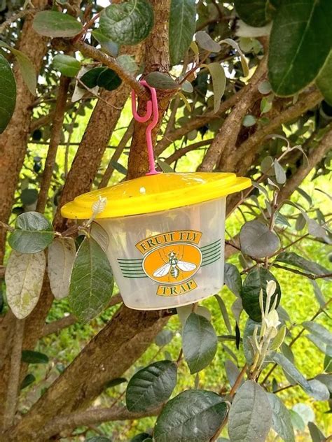 Fruit Fly Trap On Tree