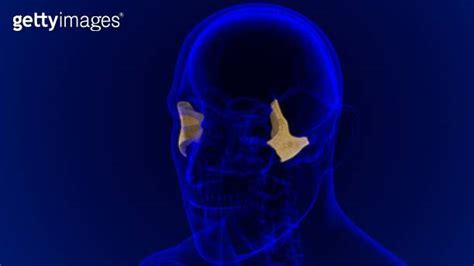 Human Skeleton Skull Zygomatic Bone Anatomy For Medical Concept