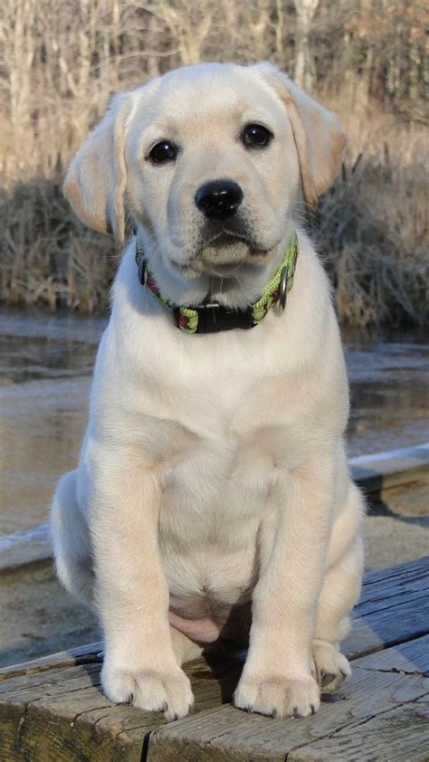 10 Adorable Labrador Retriever Puppies Youve Ever Seen