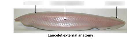 Lancelet External Anatomy Model Diagram Quizlet