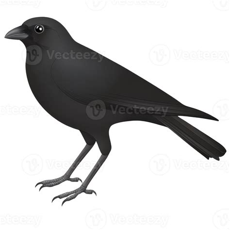 Detailed Illustration Of Black Crow Standing With Curious Expression