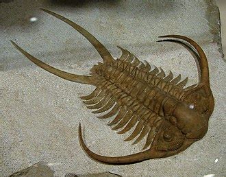 List Of The Prehistoric Life Of Oklahoma Wikipedia