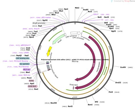 Addgene Polymerase Variant Click Editor Ce1 Pcmv T7 Pcv2 Ncas9 Ephi29 Exo Lm2990