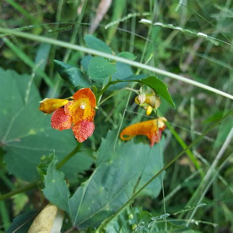 Hardiness Zone 6a Sterling Heights Mi Growing Near Dried Up Ditches