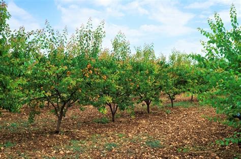 Apricot Trees Irrigation How To Water Apricot Trees Wikifarmer