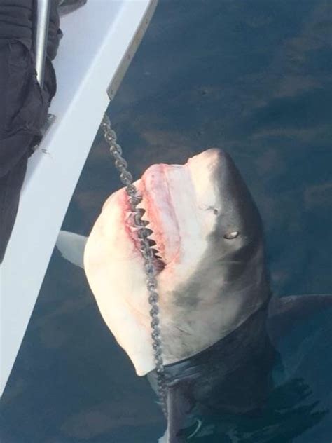 Careful Pulling Up The Anchor