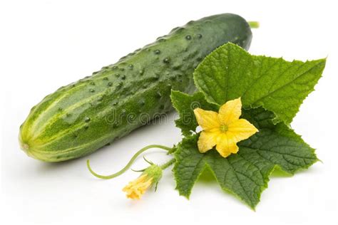 Fresh Cucumber With Leaf And Flower Isolated On White Background Stock