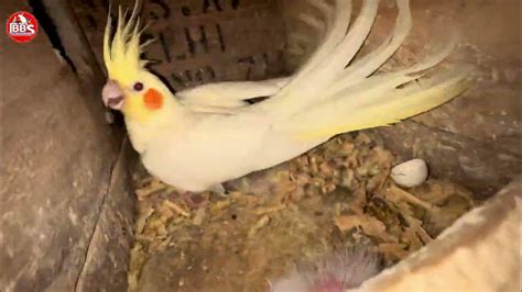 Cockatiels Breeding Pairs Progress Birds Breeding Progress