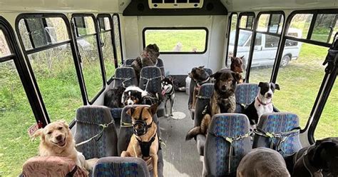 Watch Doggy Daycare Bus Videos Capture Hearts