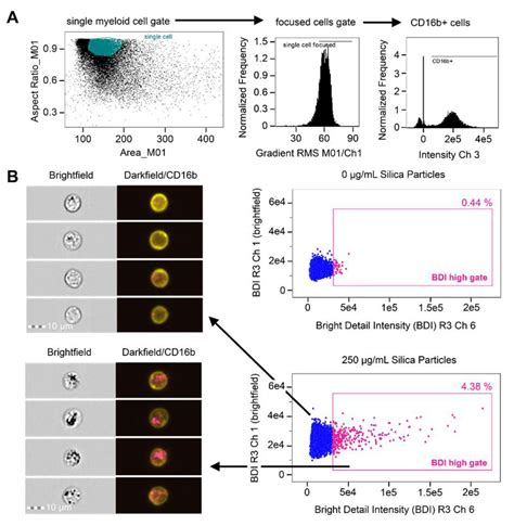 Imaging Flow Cytometry Methods For Quantitative Analysis Of Label Free