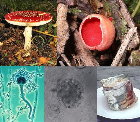 Fungi Wikipedia Bahasa Indonesia Ensiklopedia Bebas